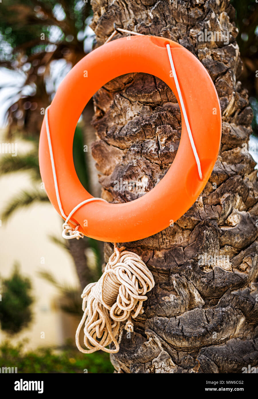 Lifebuoy life ring with rope hanging on palm tree in city in tropical ...