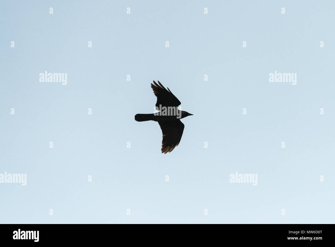 A jackdaw (Coloeus monedula) in flight Stock Photo - Alamy