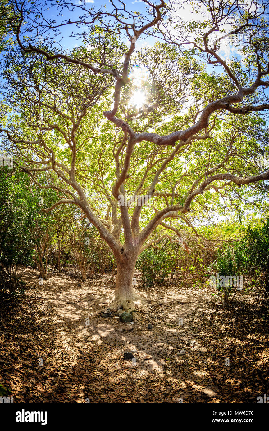 Sun shining through the branches of a tree on a small island in BVI ...