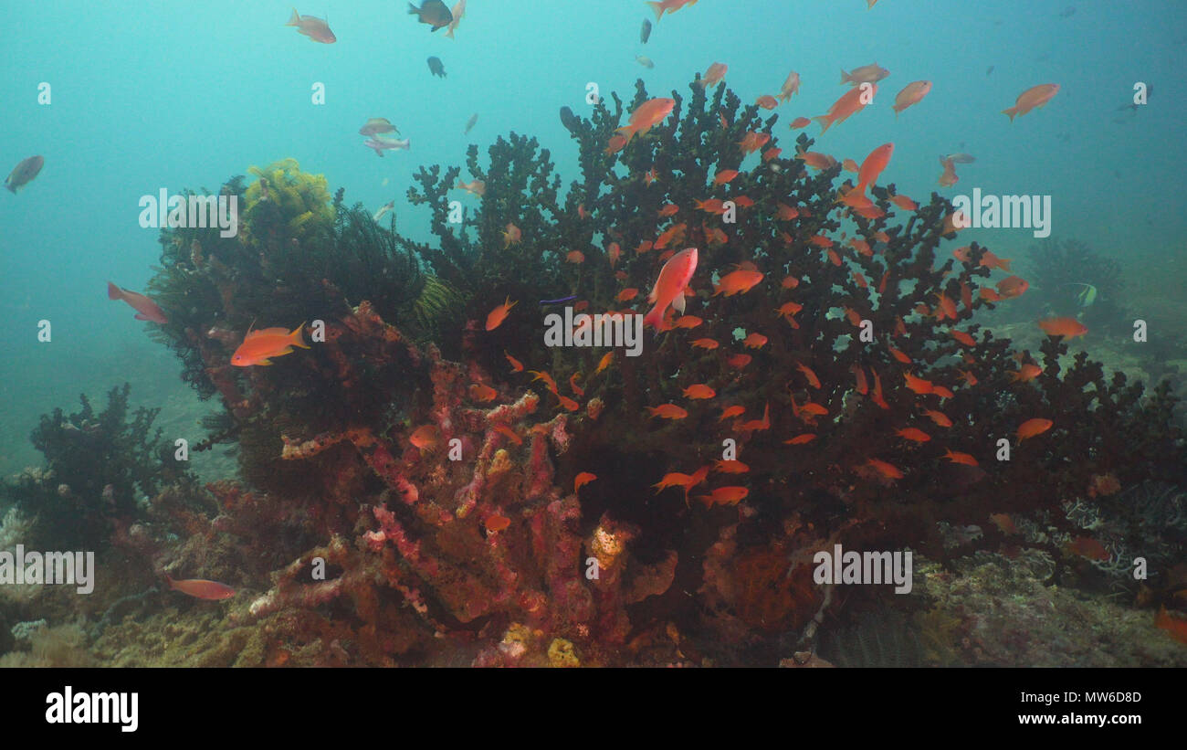 Tropical fish on coral reef at diving. Wonderful and beautiful ...