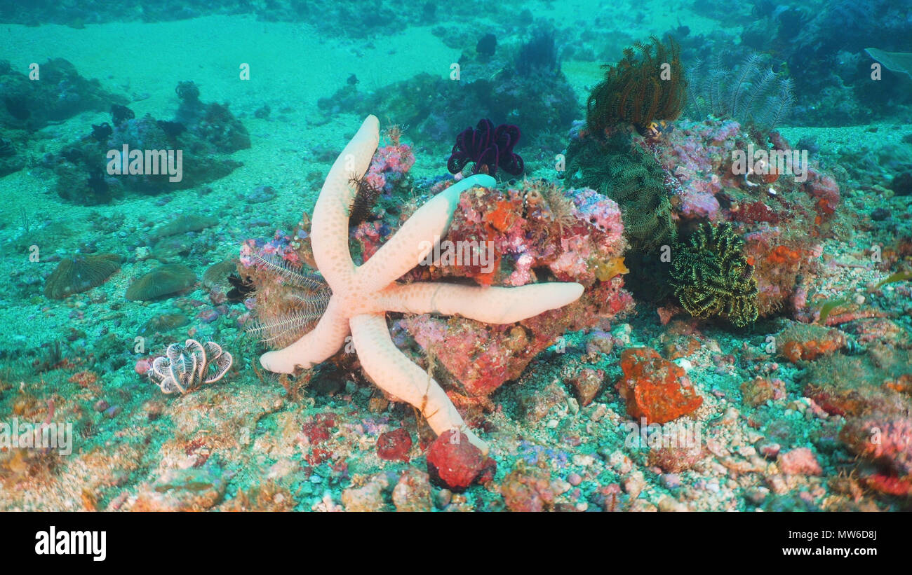 Philippines sea star starfish hi-res stock photography and images - Alamy