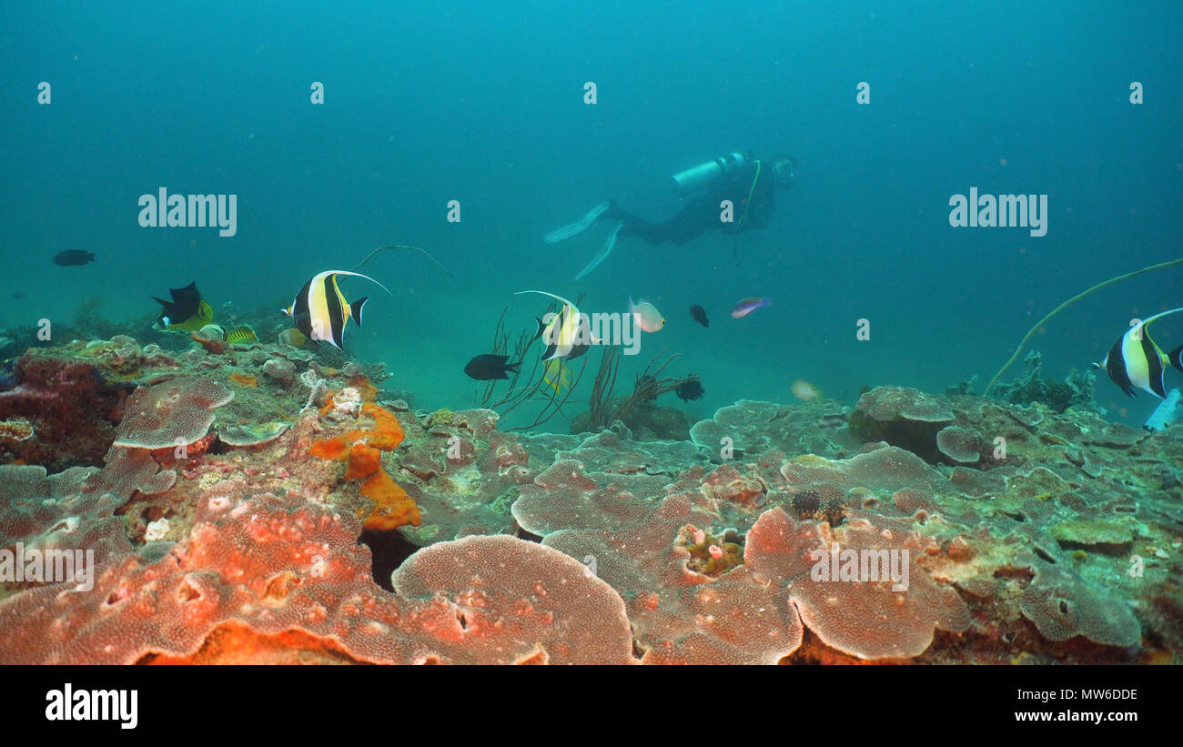 Scuba diver explores underwater coral reef and watching the fish.Scuba ...