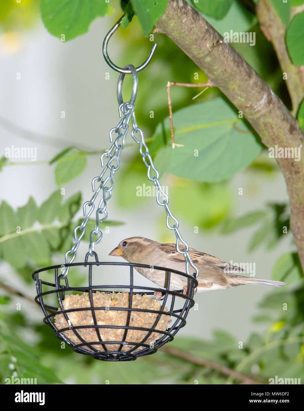 Fat house sparrow hi-res stock photography and images - Alamy