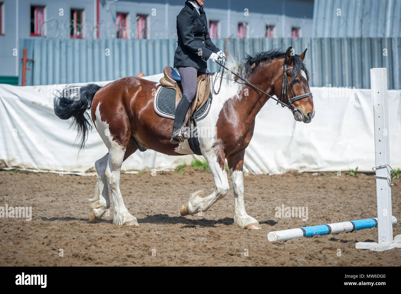 Training in horse riding, entry level. Overcoming a horseman on a pinto ...
