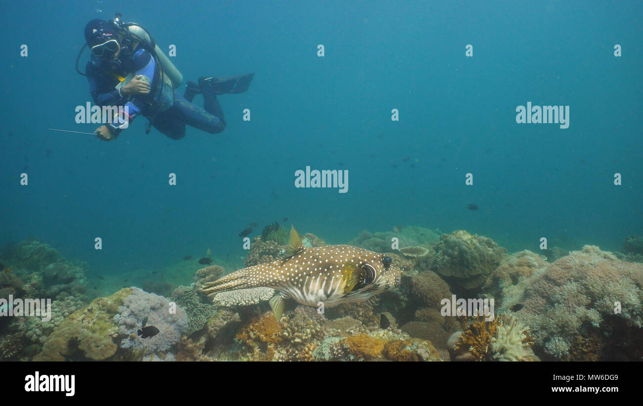 Scuba diver explores underwater coral reef and watching the fish.Scuba ...