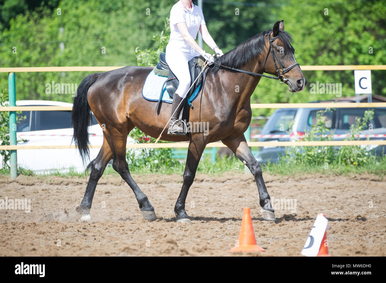 Training in horse riding, entry level. Cavaletti on a trot Stock Photo ...