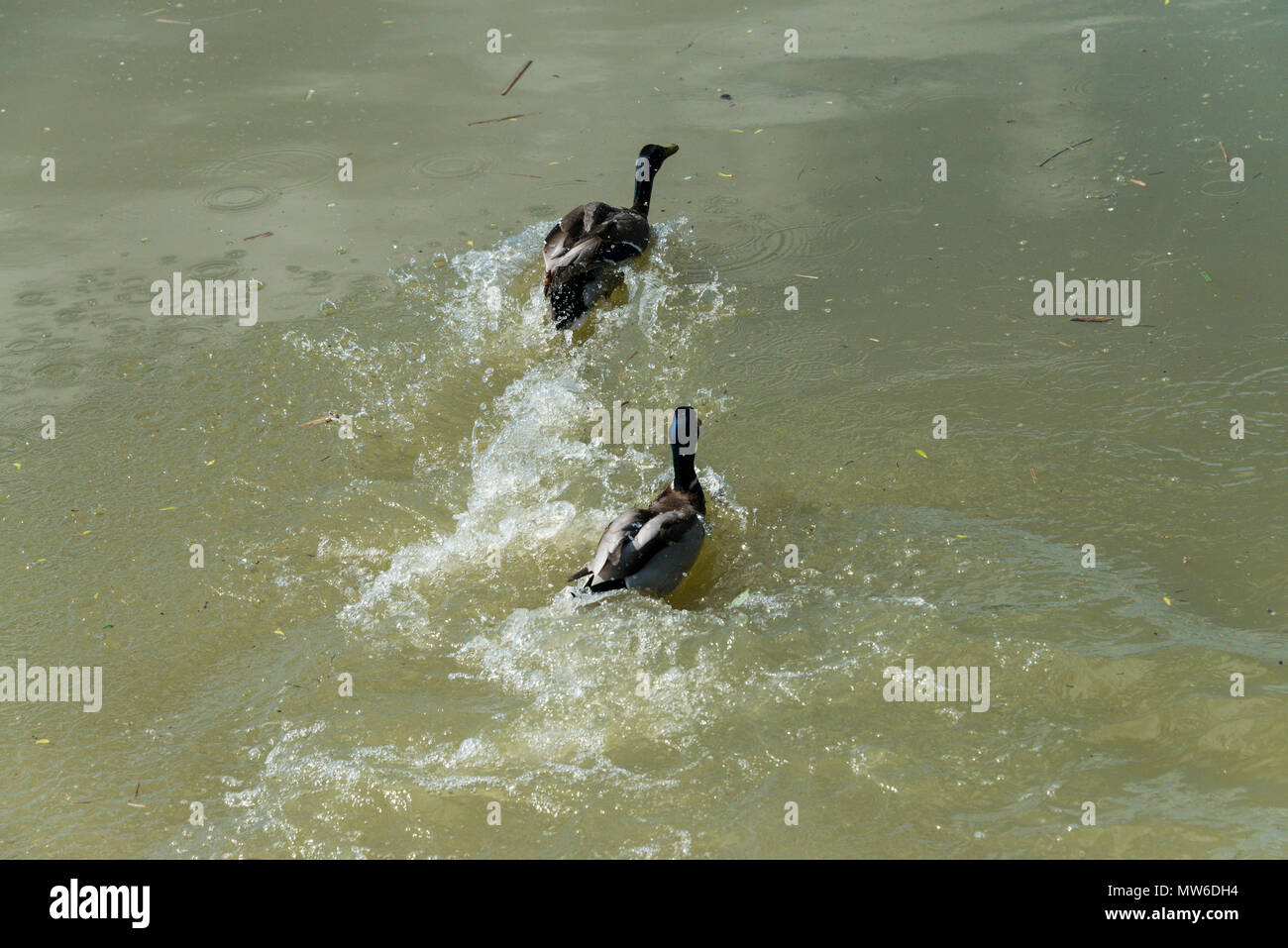 Male duck chasing hi-res stock photography and images - Alamy