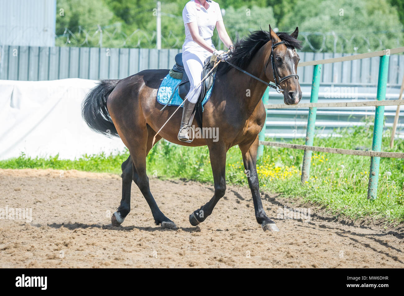 Training in horse riding, entry level. Cavaletti on a trot Stock Photo ...