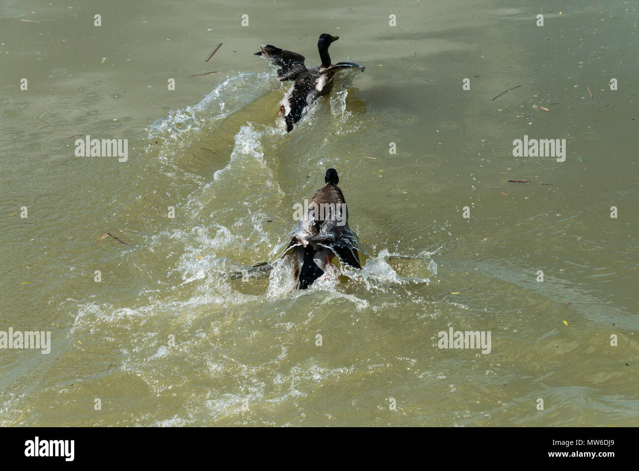 Male duck chasing hi-res stock photography and images - Alamy