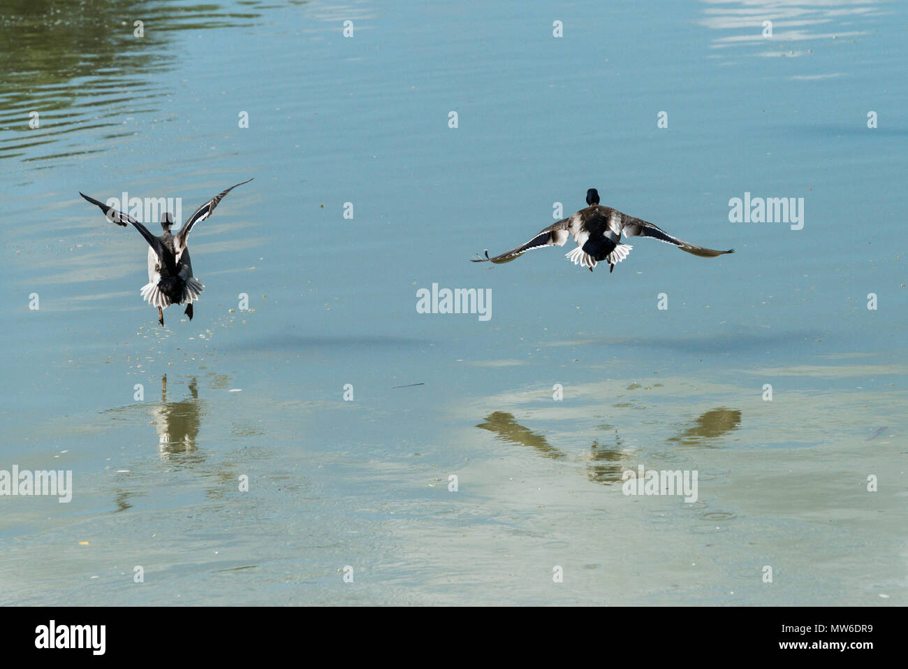 Ducks Flying Uk Water High Resolution Stock Photography and Images - Alamy
