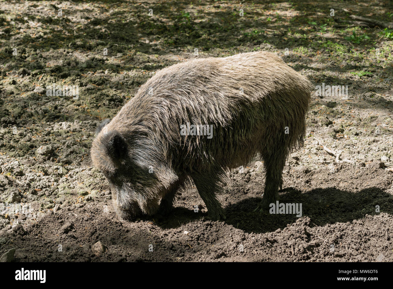 Central european boar High Resolution Stock Photography and Images - Alamy