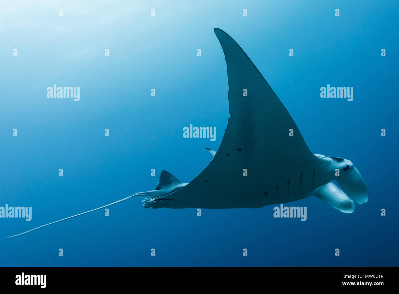 Manta ray mouth hi-res stock photography and images - Alamy