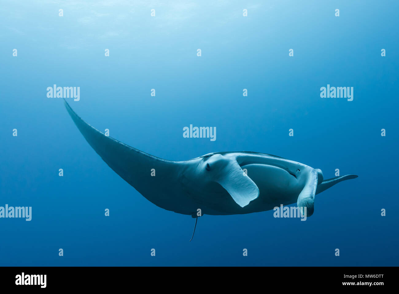 Manta ray mouth hi-res stock photography and images - Alamy