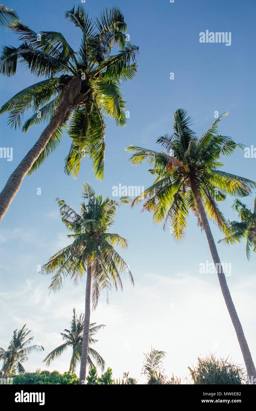 Coconut palm trees on the tropical beach Stock Photo - Alamy