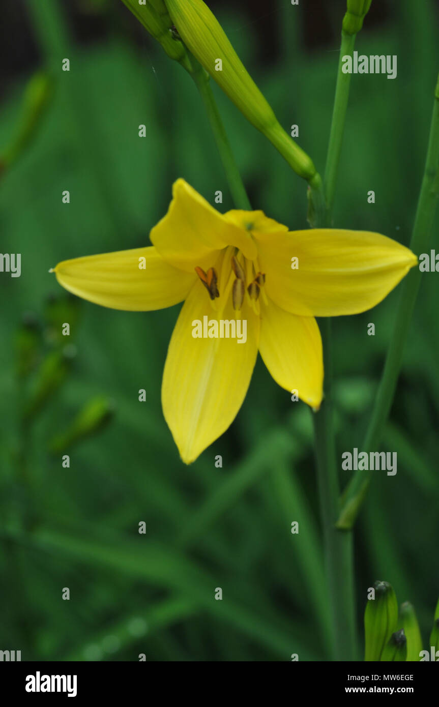 Yellow trumpet shaped flowers hi-res stock photography and images - Alamy