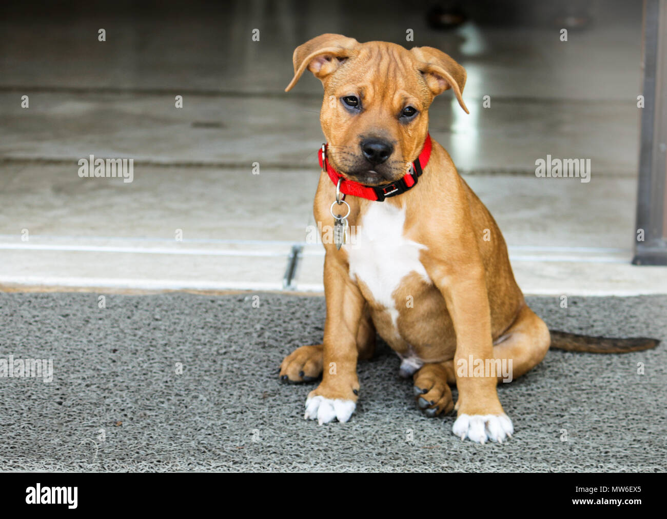 Puppy dog sitting outside Stock Photo - Alamy