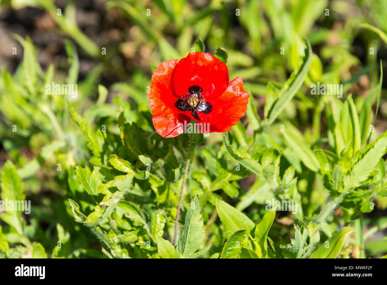 A common poppy (Papaver rhoeas Stock Photo - Alamy