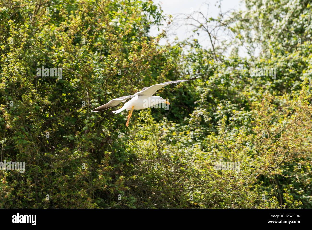 Bird swooping hi-res stock photography and images - Alamy