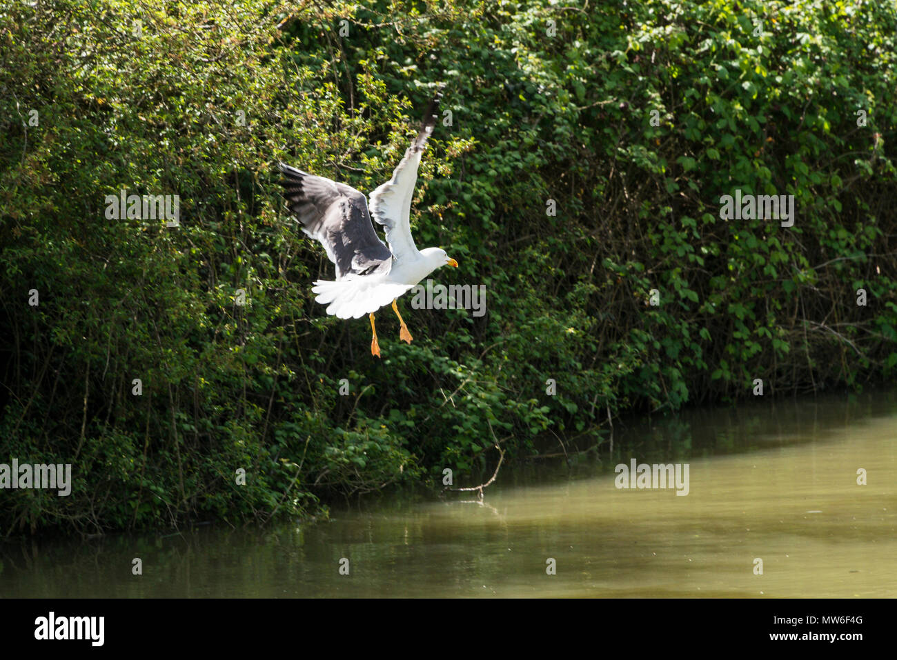 Bird swooping hi-res stock photography and images - Alamy