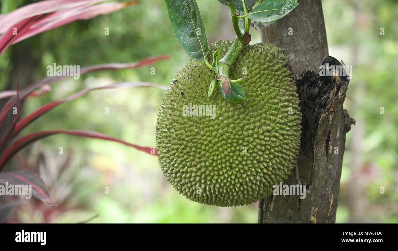 Jackfruit Tree and young Jackfruits. Tree branch full of jack fruits ...