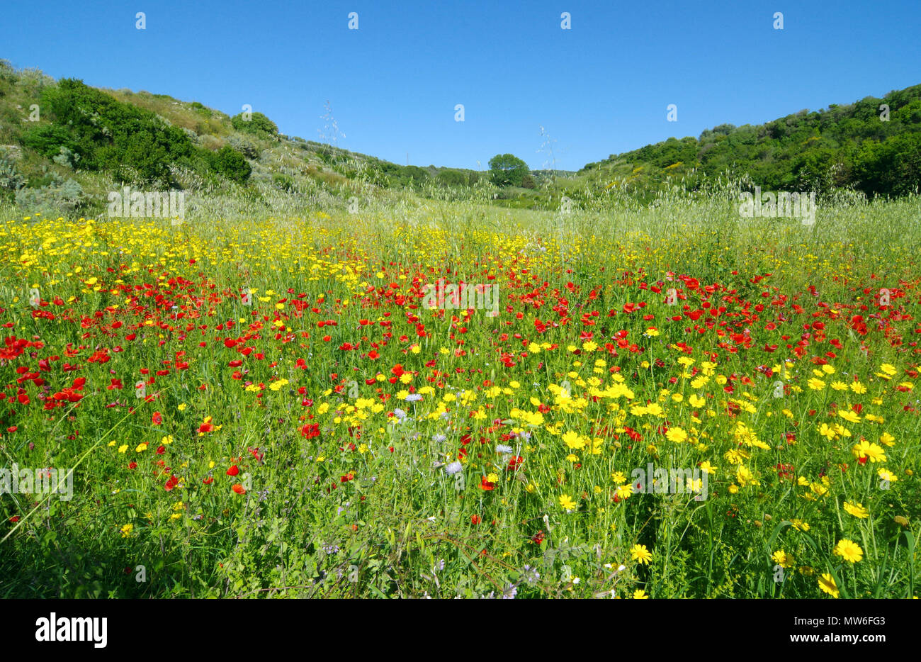 Sardinia countryside in spring near Sassari Stock Photo - Alamy