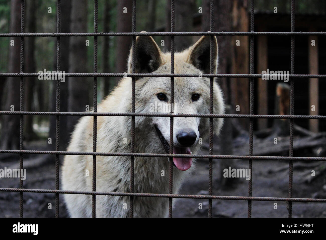Polar wolf behind bars, summer color Canis lupus tundrarum. Breeding ...