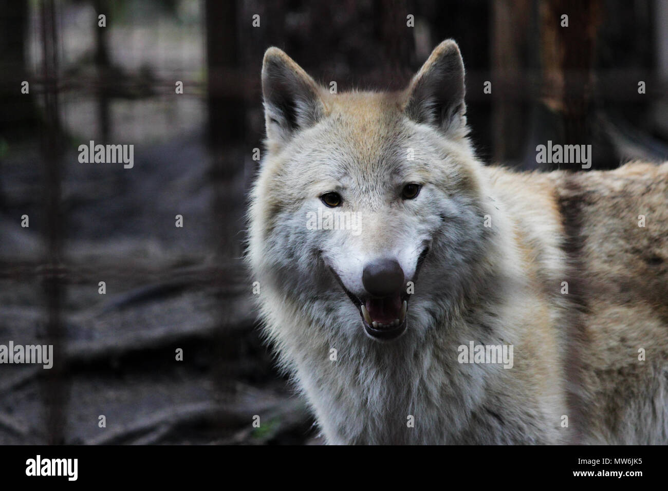 Polar wolf behind bars, summer color Canis lupus tundrarum. Breeding ...