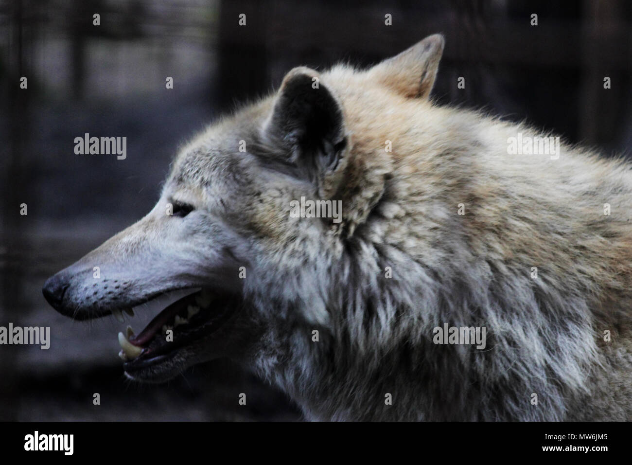 Polar wolf behind bars, summer color Canis lupus tundrarum. Breeding ...