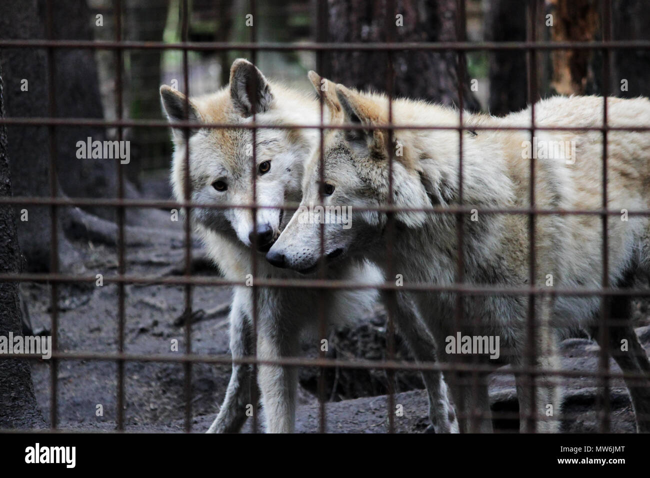 Polar wolf behind bars, summer color Canis lupus tundrarum. Breeding ...