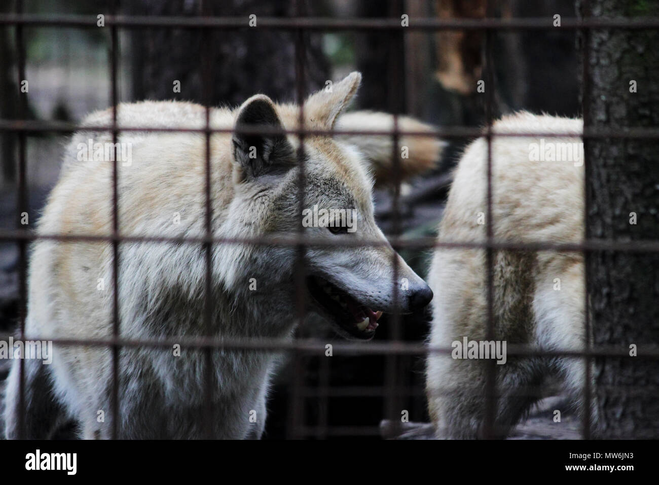 Polar wolf behind bars, summer color Canis lupus tundrarum. Breeding ...