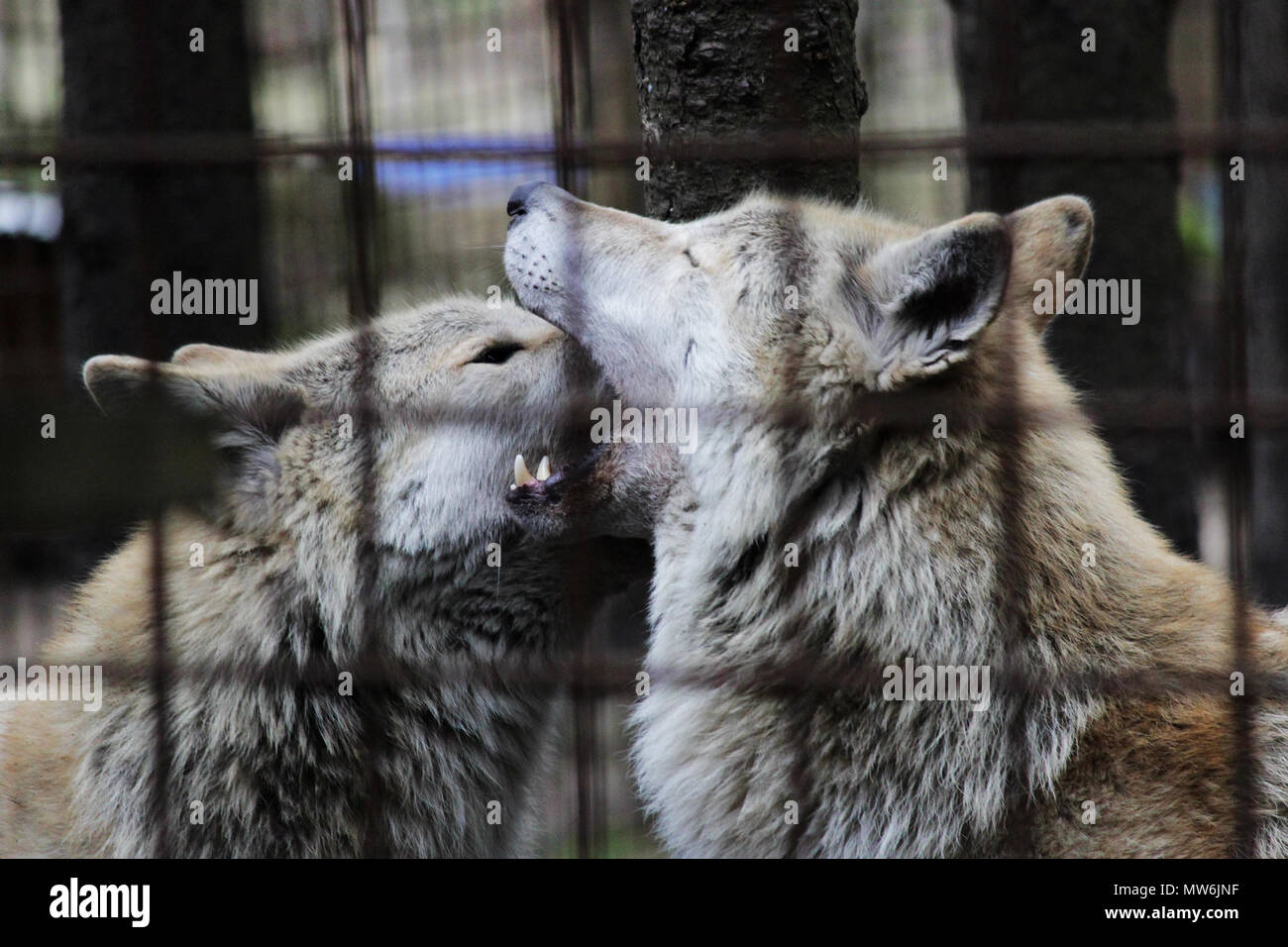 Polar wolf behind bars, summer color Canis lupus tundrarum. Breeding ...