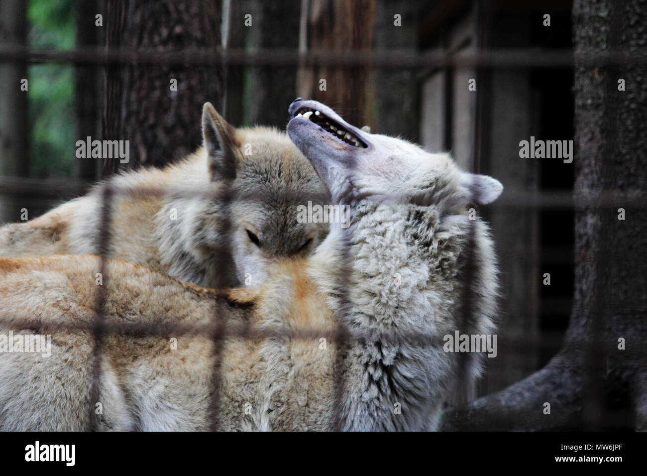 Polar wolf behind bars, summer color Canis lupus tundrarum. Breeding ...
