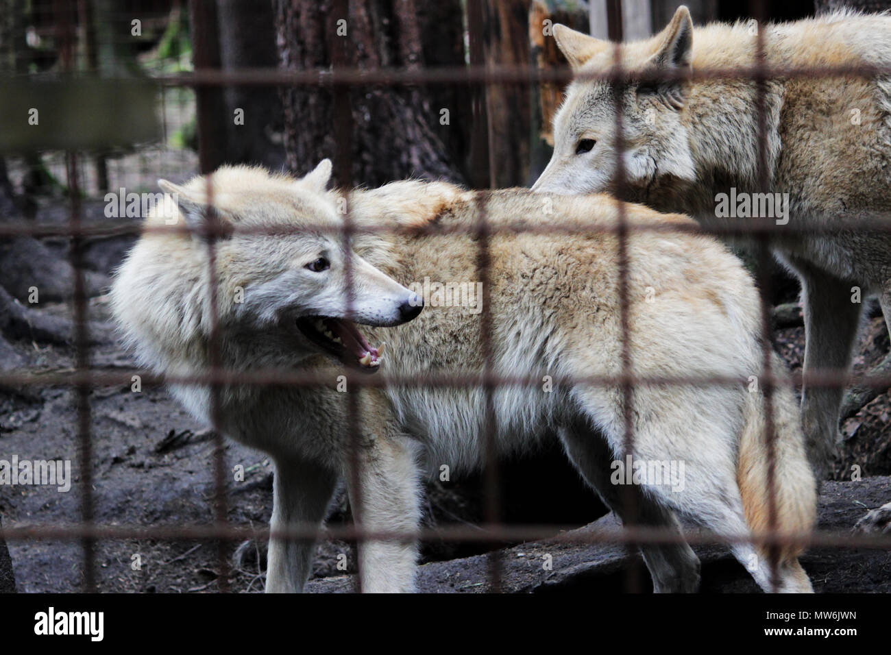 Polar wolf behind bars, summer color Canis lupus tundrarum. Breeding ...