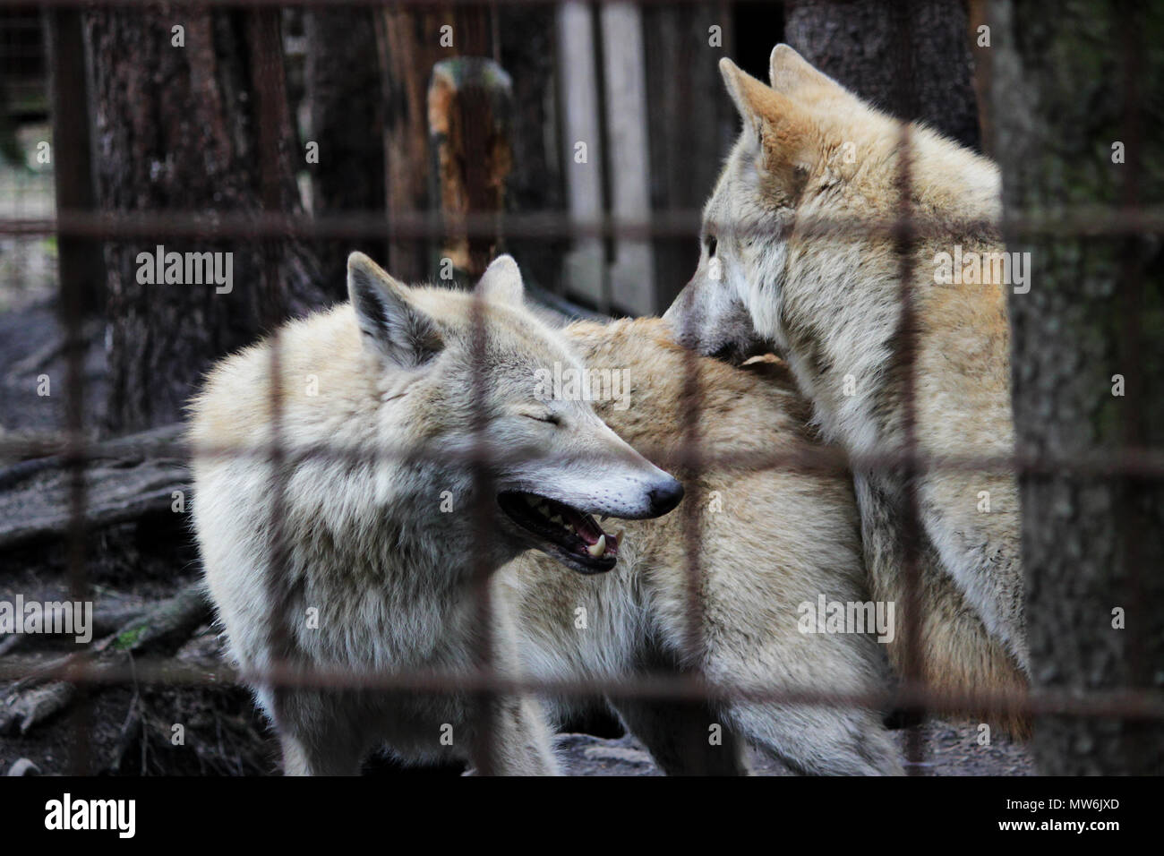 Polar wolf behind bars, summer color Canis lupus tundrarum. Breeding ...