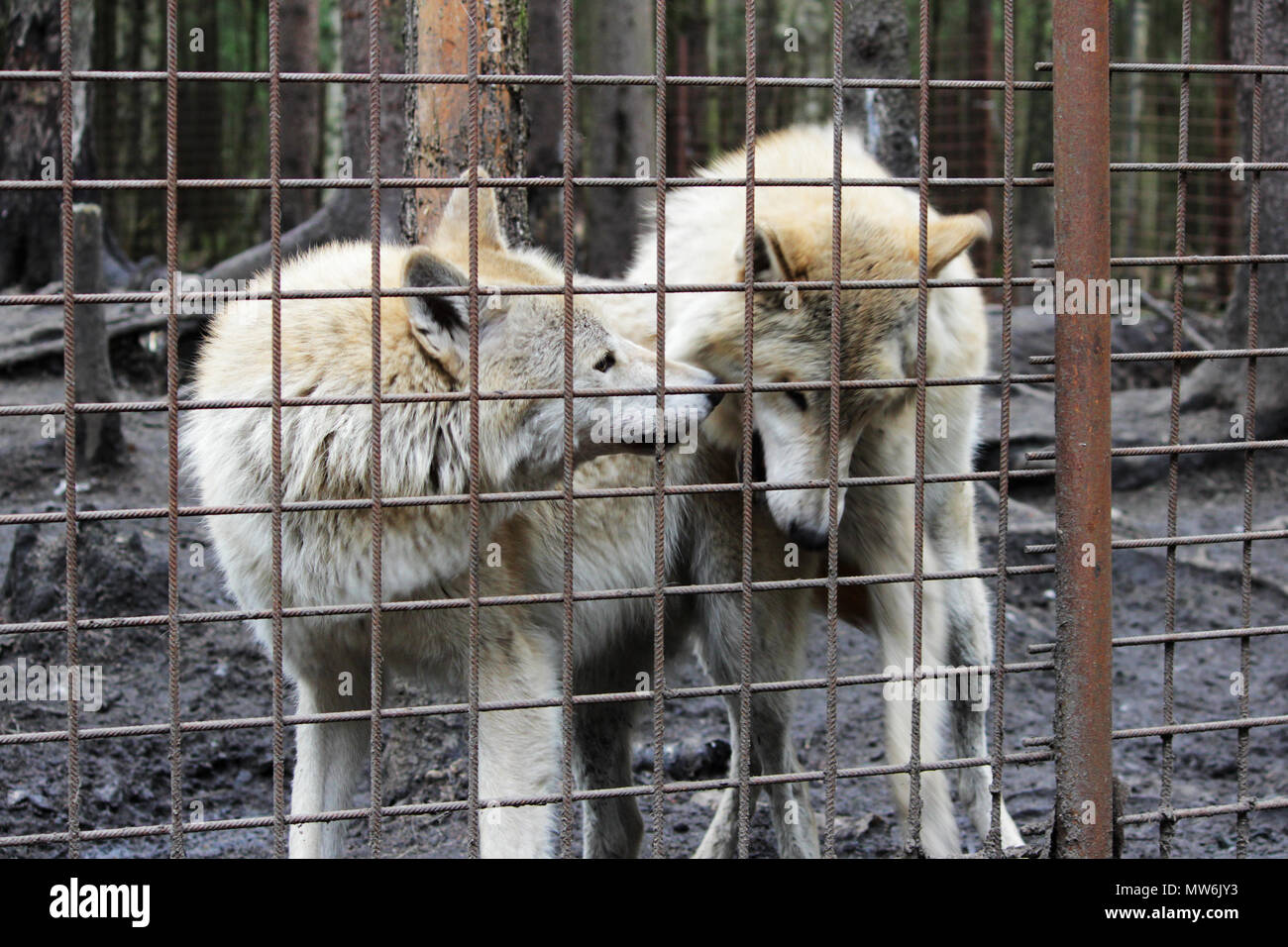 Polar wolf behind bars, summer color Canis lupus tundrarum. Breeding ...