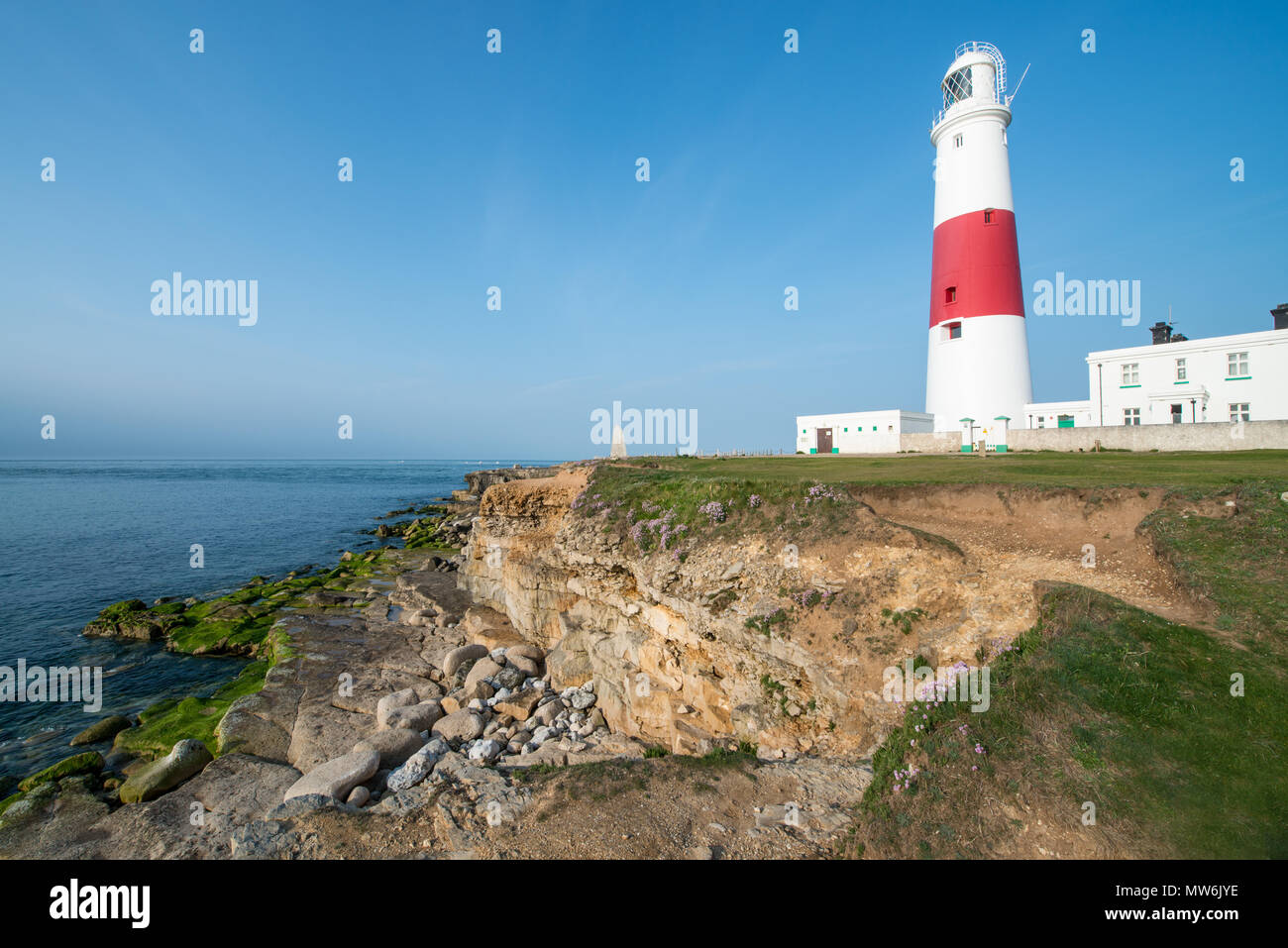 Sea Thrift and Portland Bill Stock Photo - Alamy