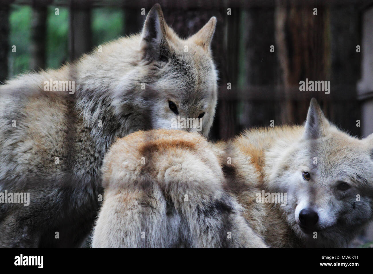 Polar wolf behind bars, summer color Canis lupus tundrarum. Breeding ...