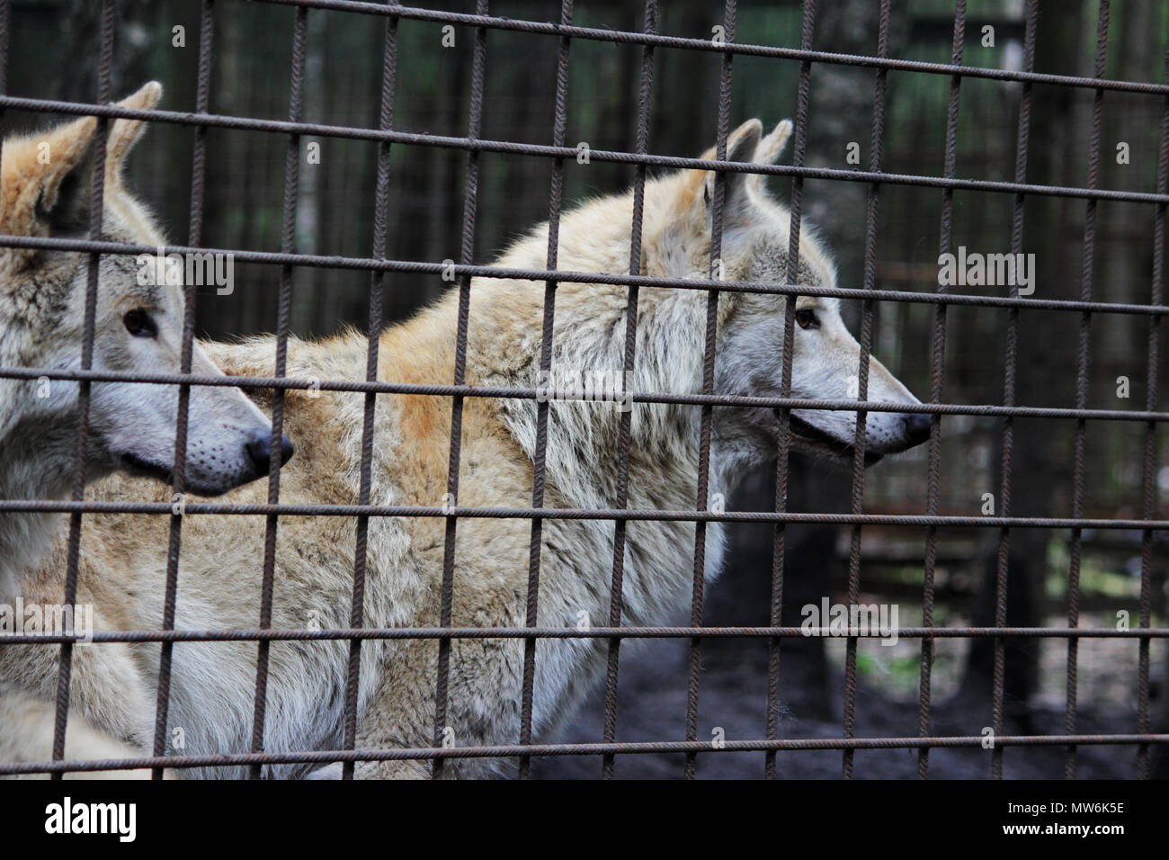 Polar wolf behind bars, summer color Canis lupus tundrarum. Breeding ...