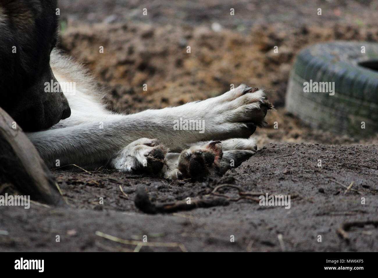 cross between an wolf Canis lupus tundrarum and an Alaska Malamute ...