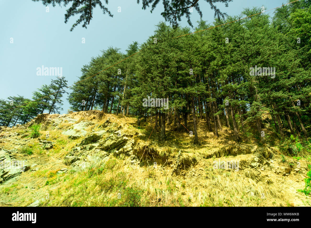 Pine trees growing on the side of a grassy mountain in shimla, shot ...
