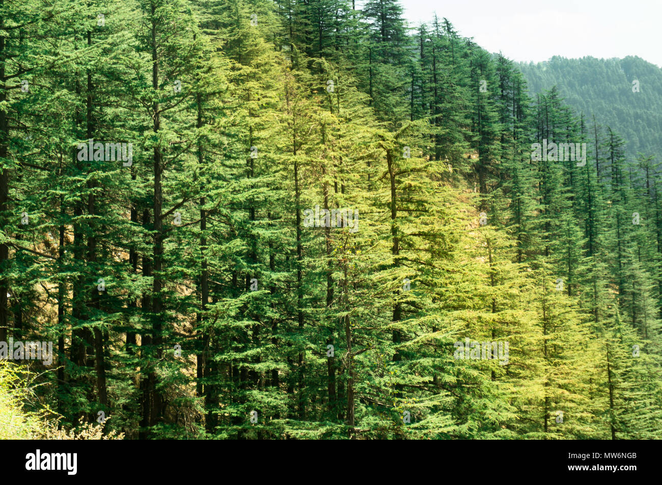 Dense pine trees with the golden morning sunset falling on the green ...