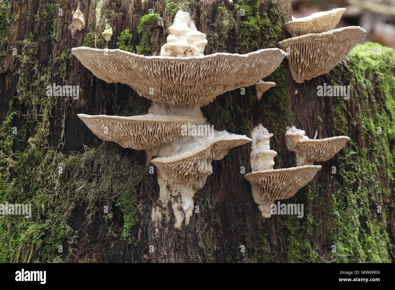 Oak mazegill fungus, Daedalea quercina, wild mushroom from Finland ...