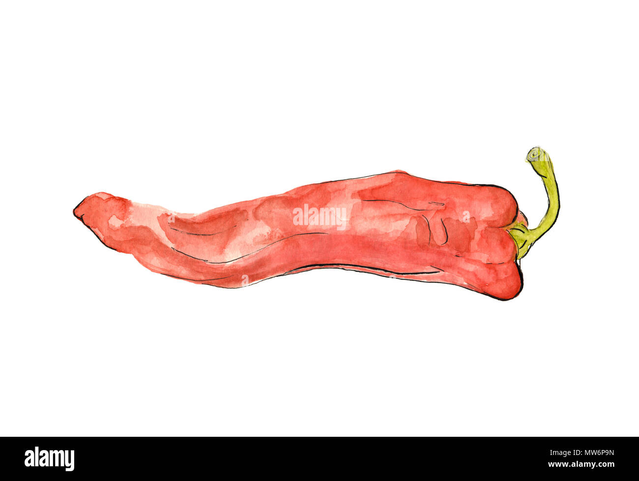Hand drawn Watercolour and ink food illustration of an Organic Red ...