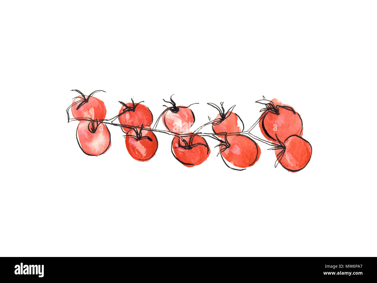 Hand Drawn Ink & Watercolour Illustration of Organic Tomatoes on the ...