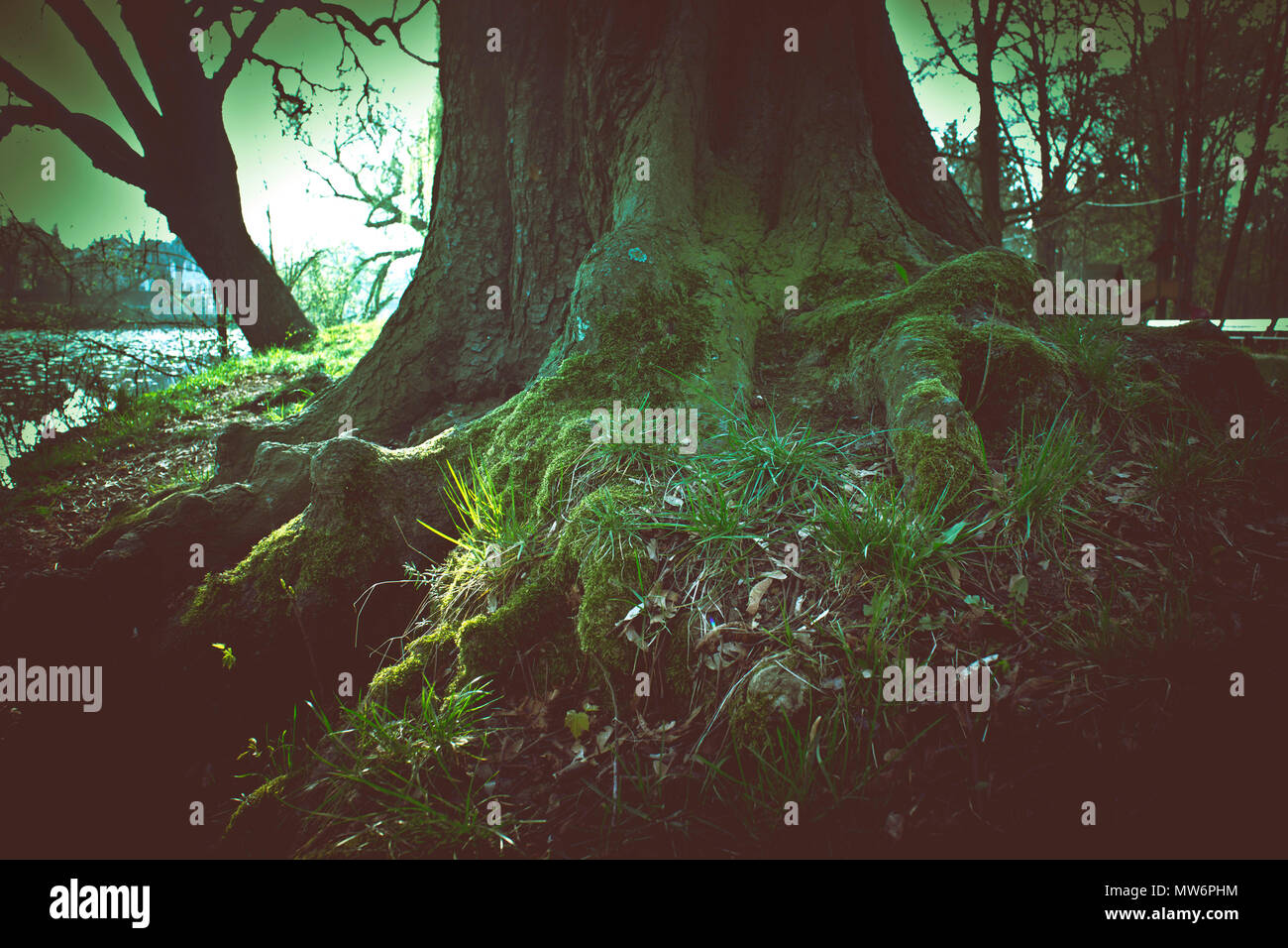 Roots covered with moss hi-res stock photography and images - Alamy