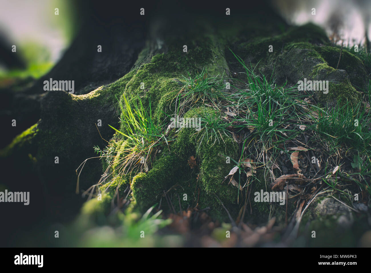 tree roots covered with moss Stock Photo - Alamy