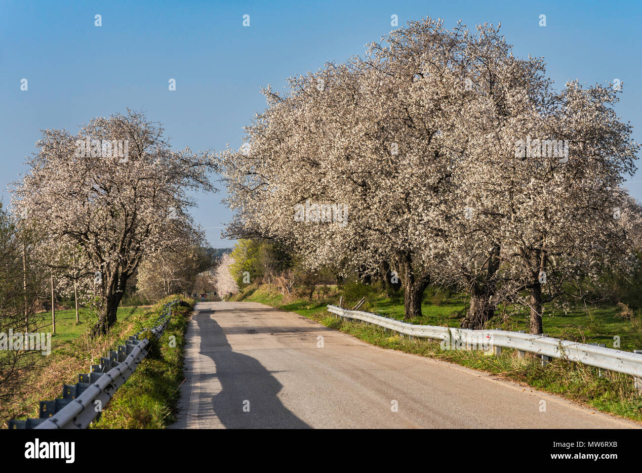 Fruit trees blooming in April, over road in Aspromonte National Park ...