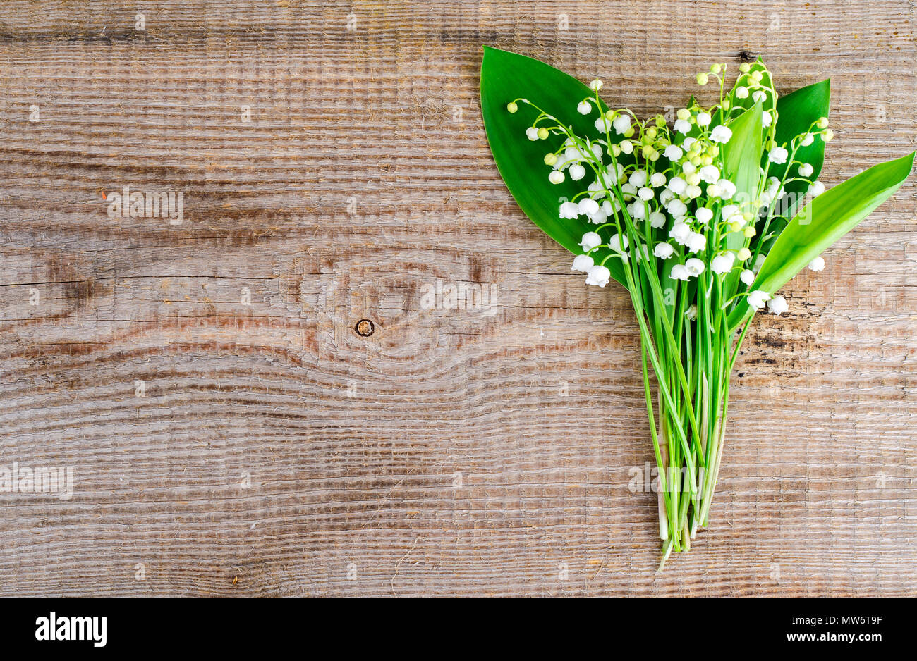 Bunch of tender white spring lilies of valley. Studio Photo Stock Photo ...