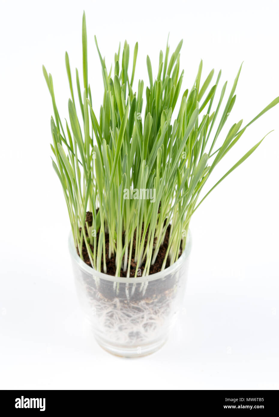 Fresh wheat grass on white Growing grass isolated Stock Photo - Alamy