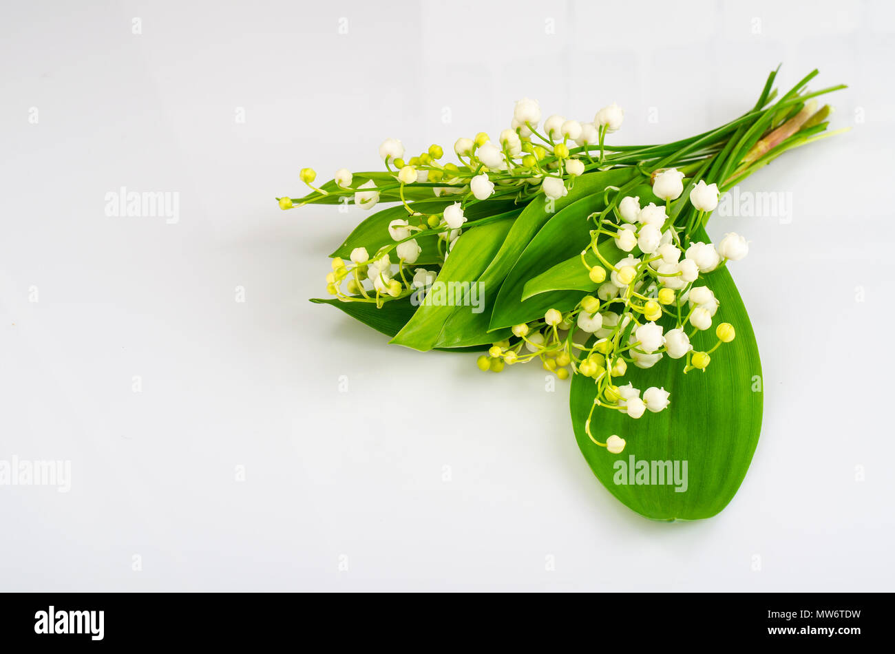 Bunch of tender white spring lilies of valley. Studio Photo Stock Photo ...